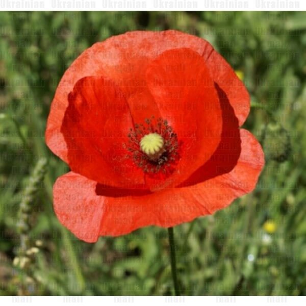 Παπαρούνα σπόρος (παπαρουνόσπορος) (Papaver rhoeas) 100gr | Σάλβια
